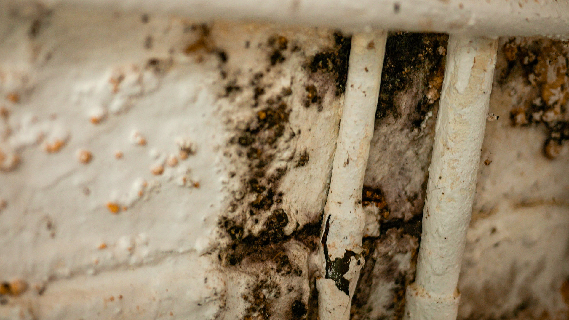 Mold Inspection Houston Services | The Best Mold Inspection